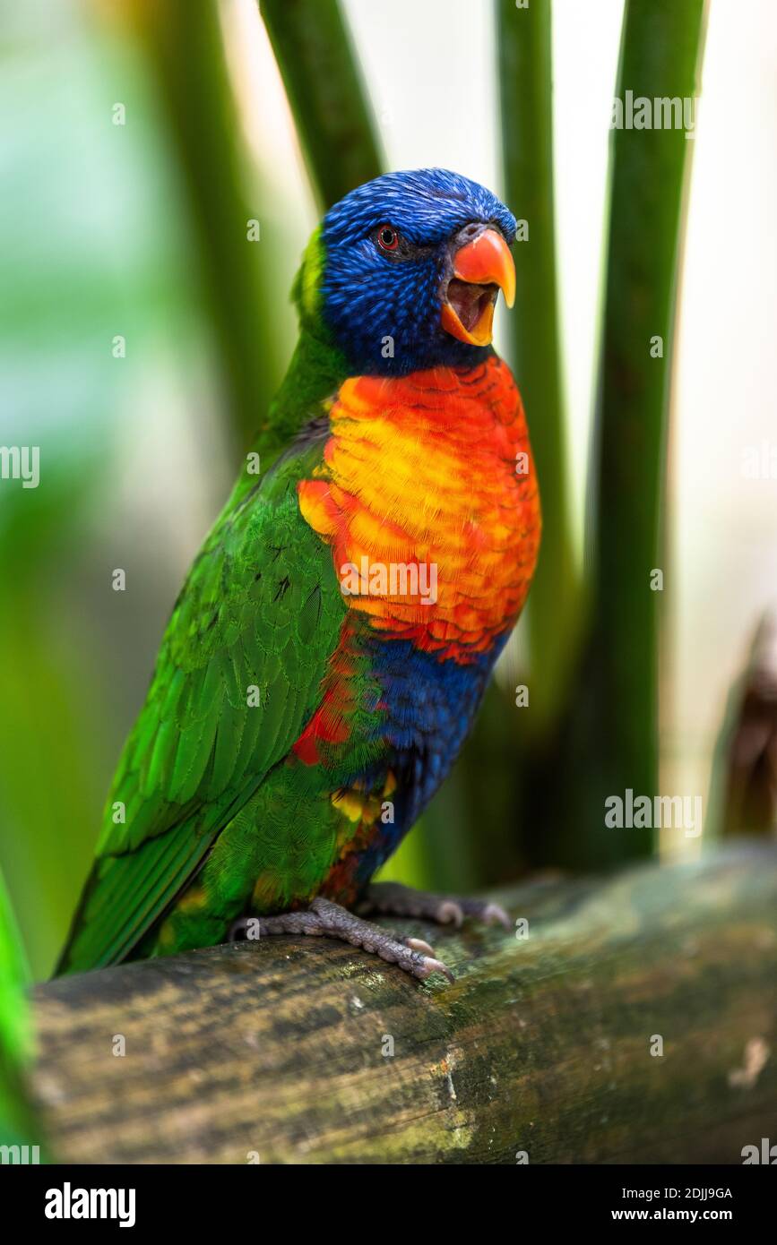 Rainbow parakeet hi-res stock photography and images - Alamy