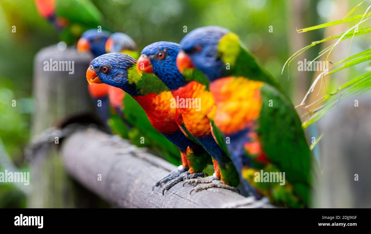 Rainbow colours bird hi-res stock photography and images - Alamy