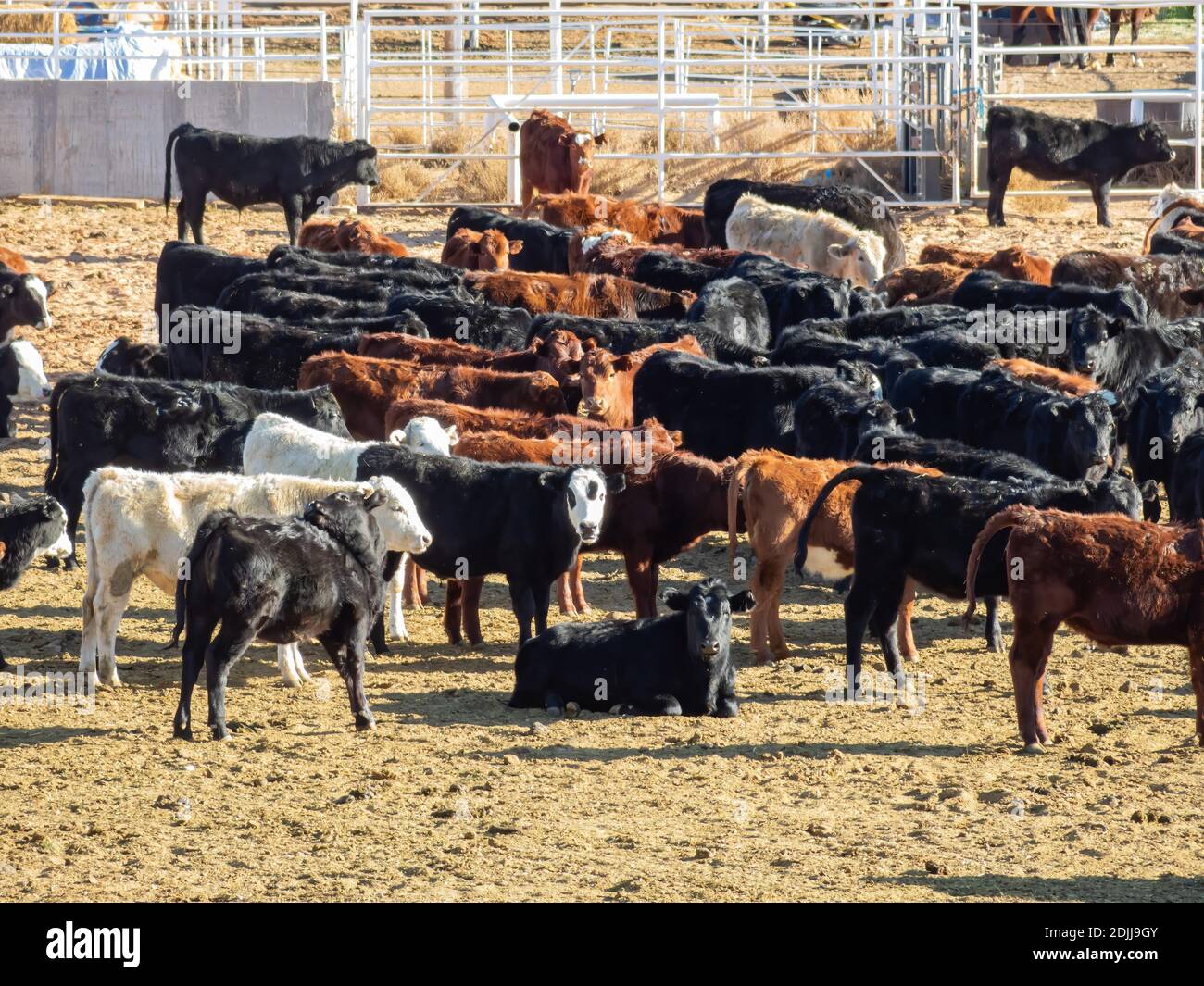 Sunny view of a farm with many cows at Big Water, Utah Stock Photo - Alamy