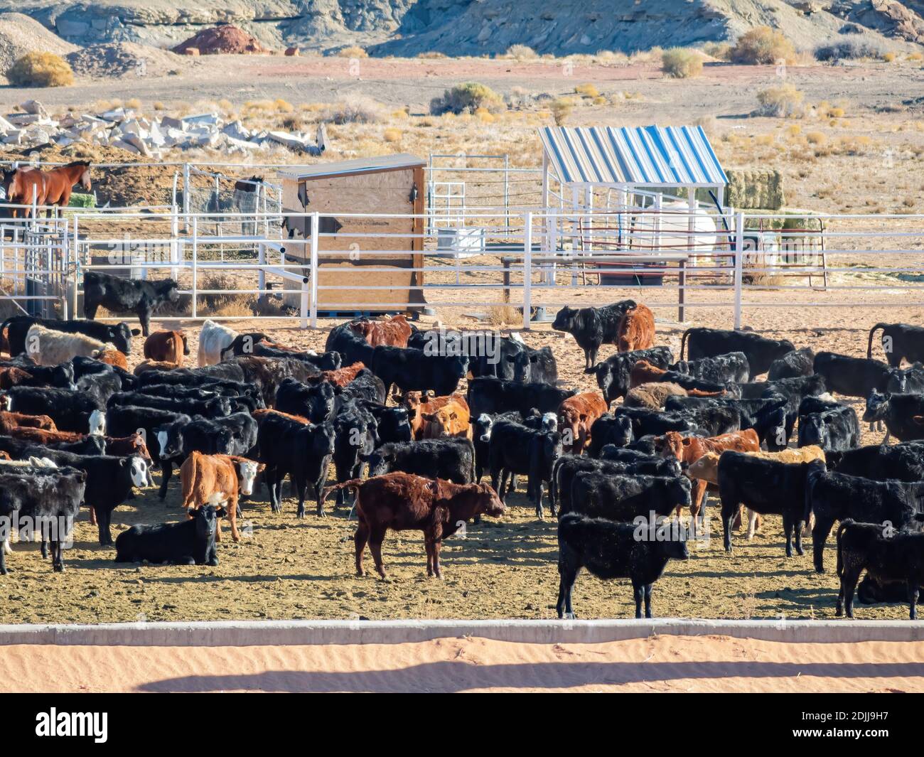 Sunny view of a farm with many cows at Big Water, Utah Stock Photo - Alamy