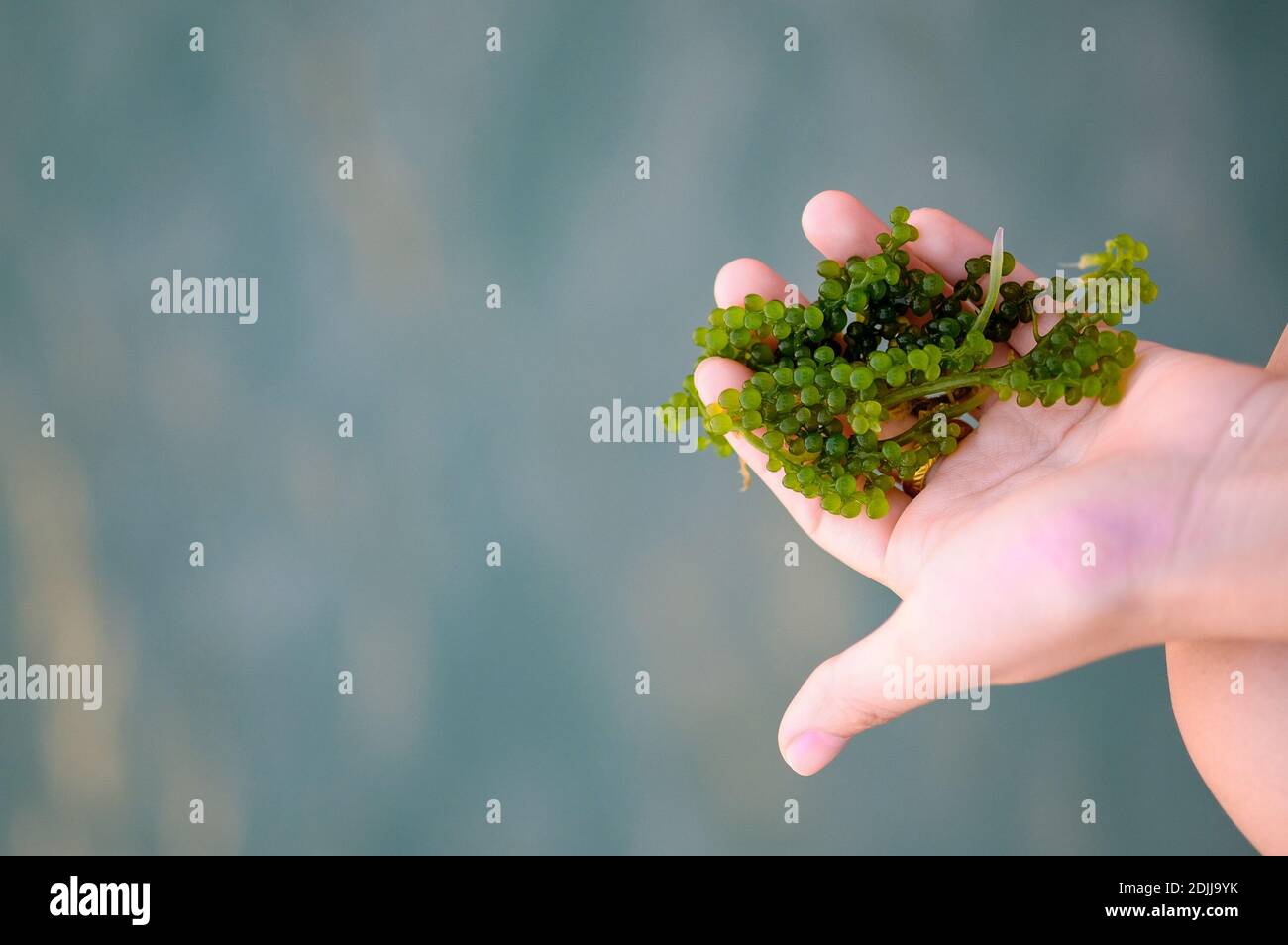 Hand holding an algae hi-res stock photography and images - Alamy