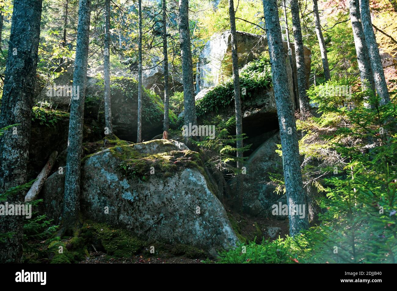 God Rays Through Cliffside Trees Stock Photo - Alamy