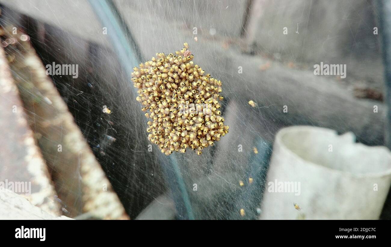 Little spiders hi-res stock photography and images - Alamy