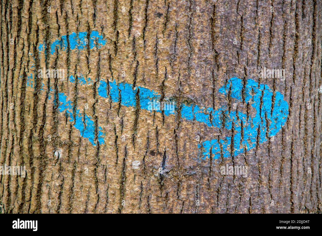 Blue dope arrow painted on bark of a tree . High quality photo Stock ...