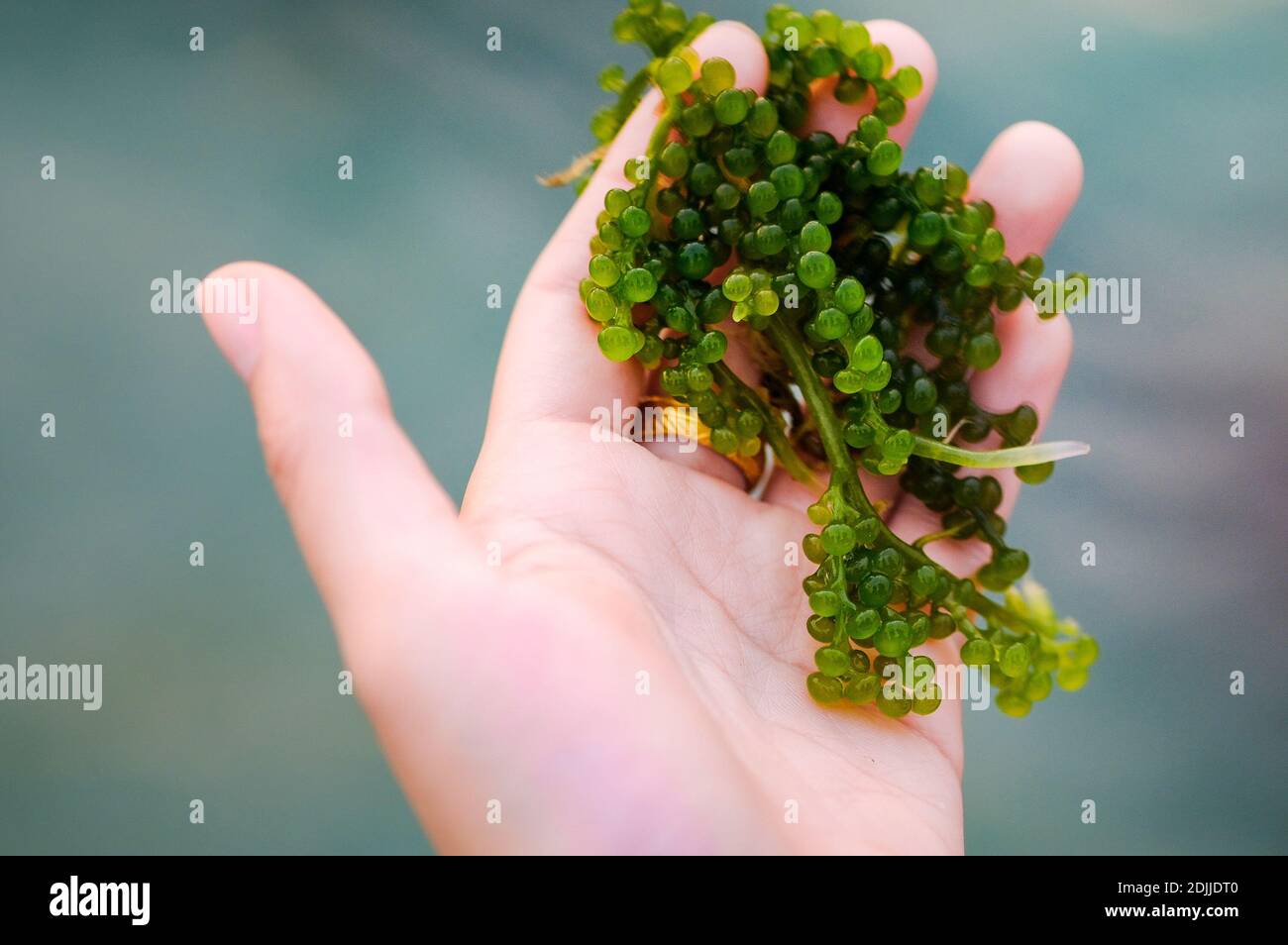 Hand holding an algae hi-res stock photography and images - Alamy