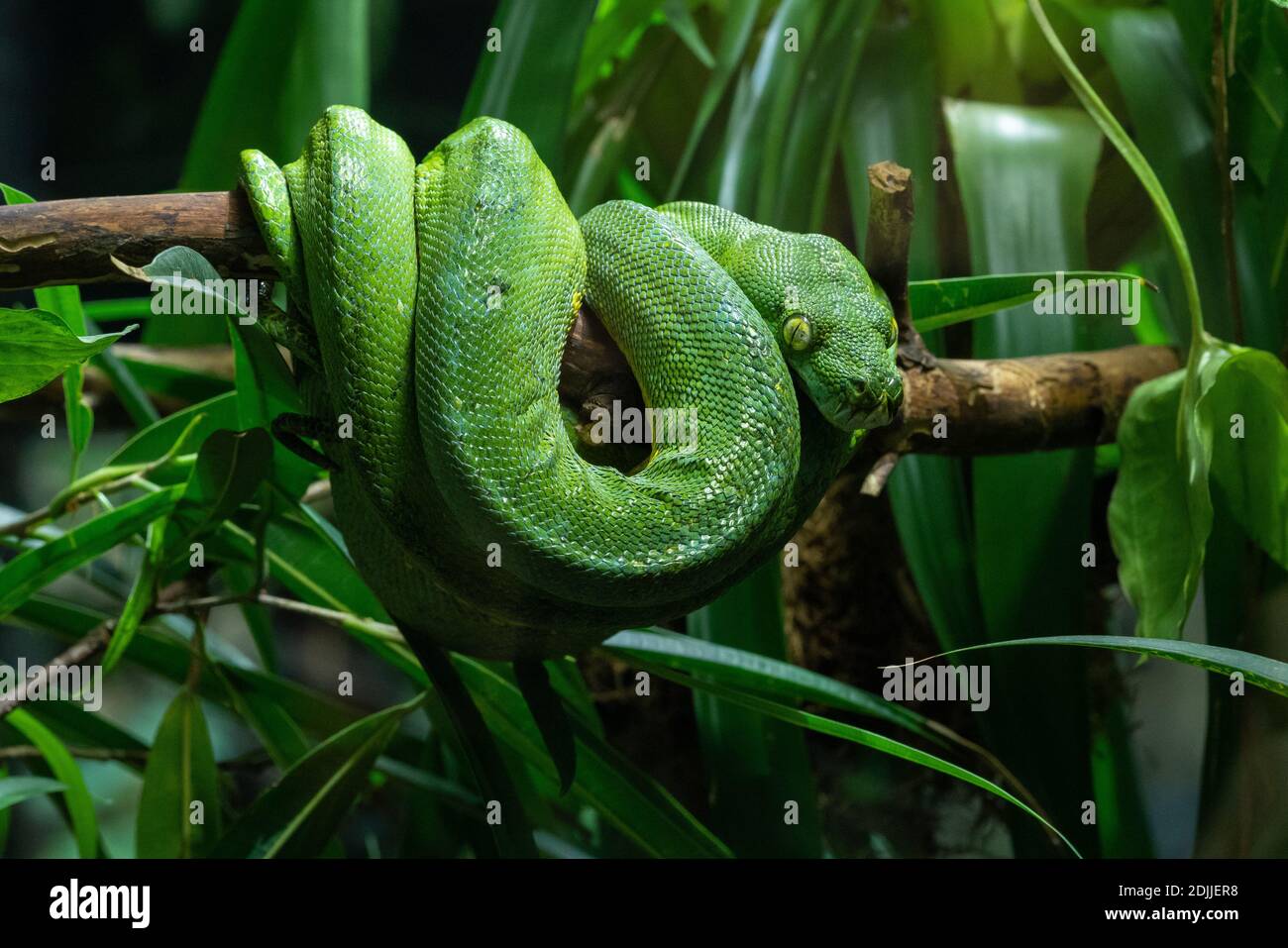 Constrictor snake on branch hi-res stock photography and images - Alamy