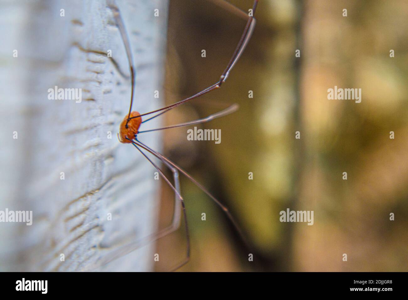 Granddaddy long legs hi-res stock photography and images - Alamy