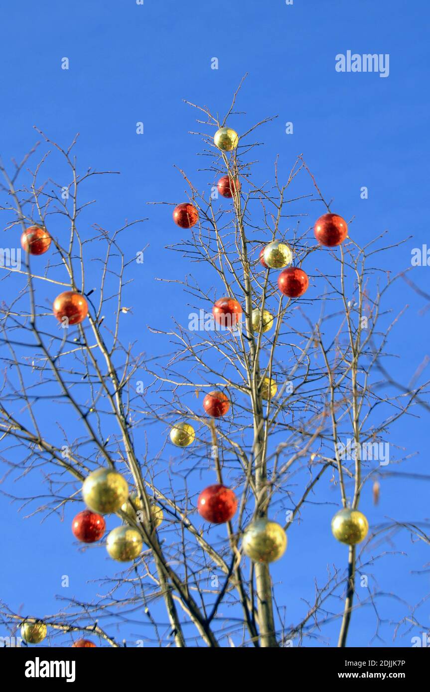 Branches of a winter tree without leaves are decorated with Christmas ...