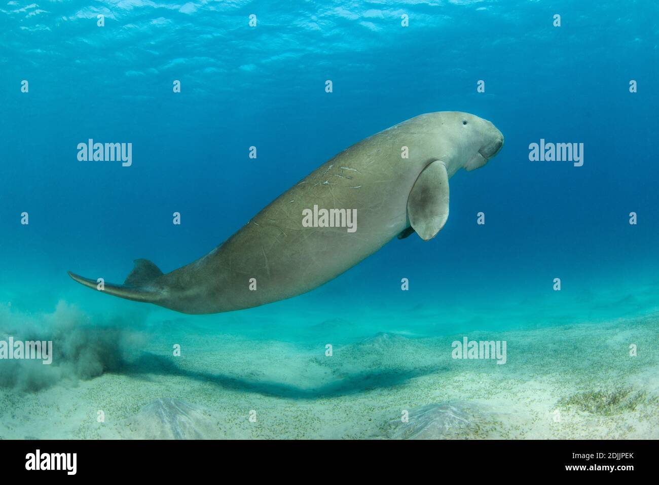 Dugong seagrass hi-res stock photography and images - Alamy