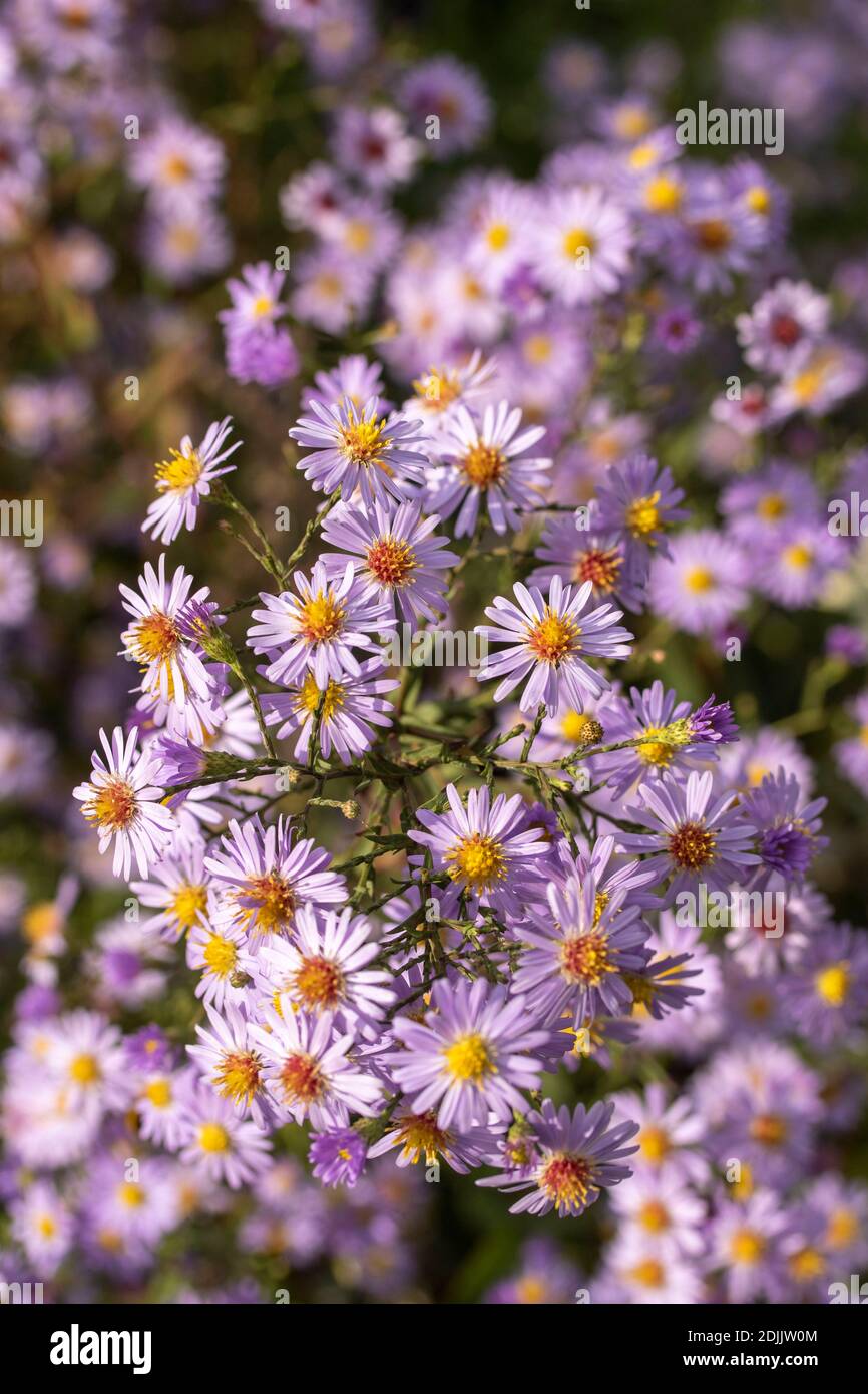 Aster flowering in profusion, autumn Stock Photo - Alamy