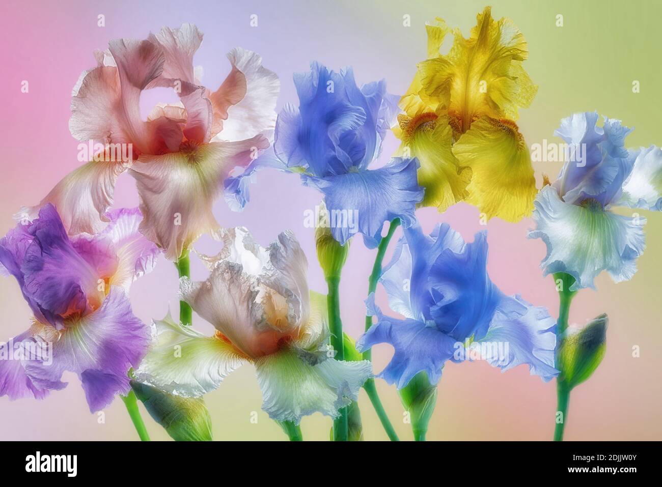 Mixed colored hi-res stock photography and images - Alamy