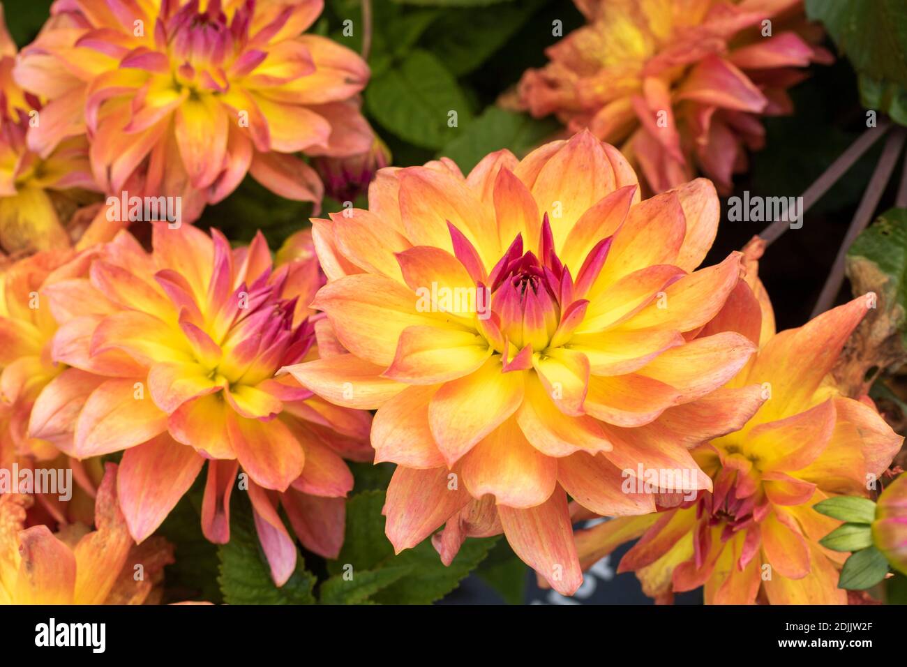 Dahlia bloom container plant hi-res stock photography and images - Alamy