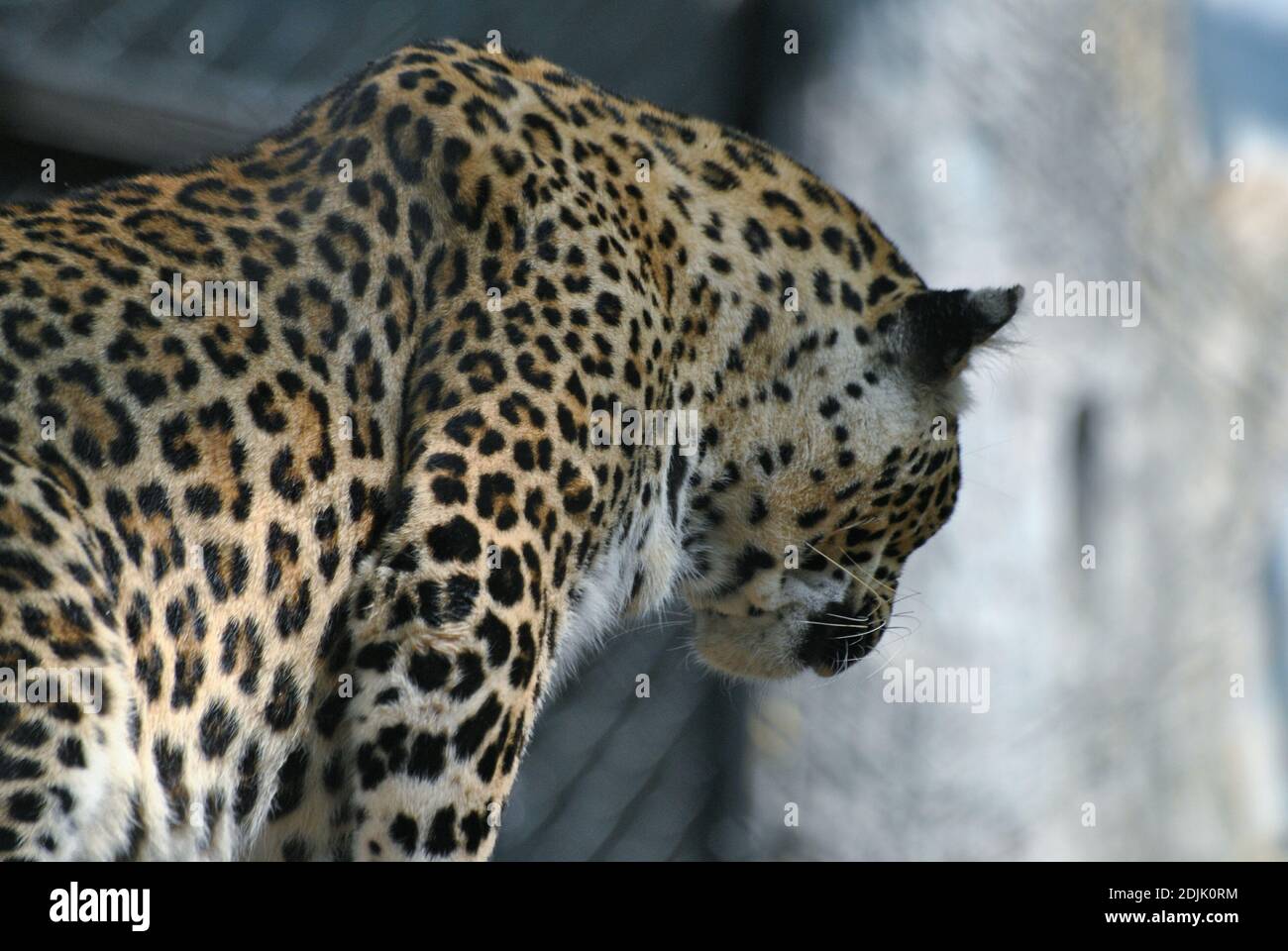 Wildlife of tamilnadu hi-res stock photography and images - Alamy