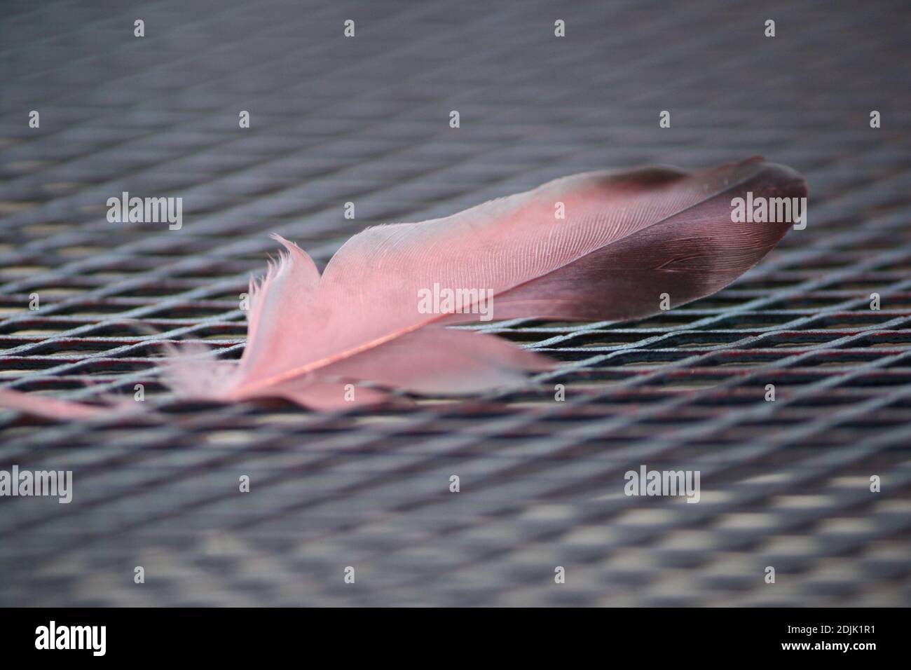Feather vein hi-res stock photography and images - Alamy