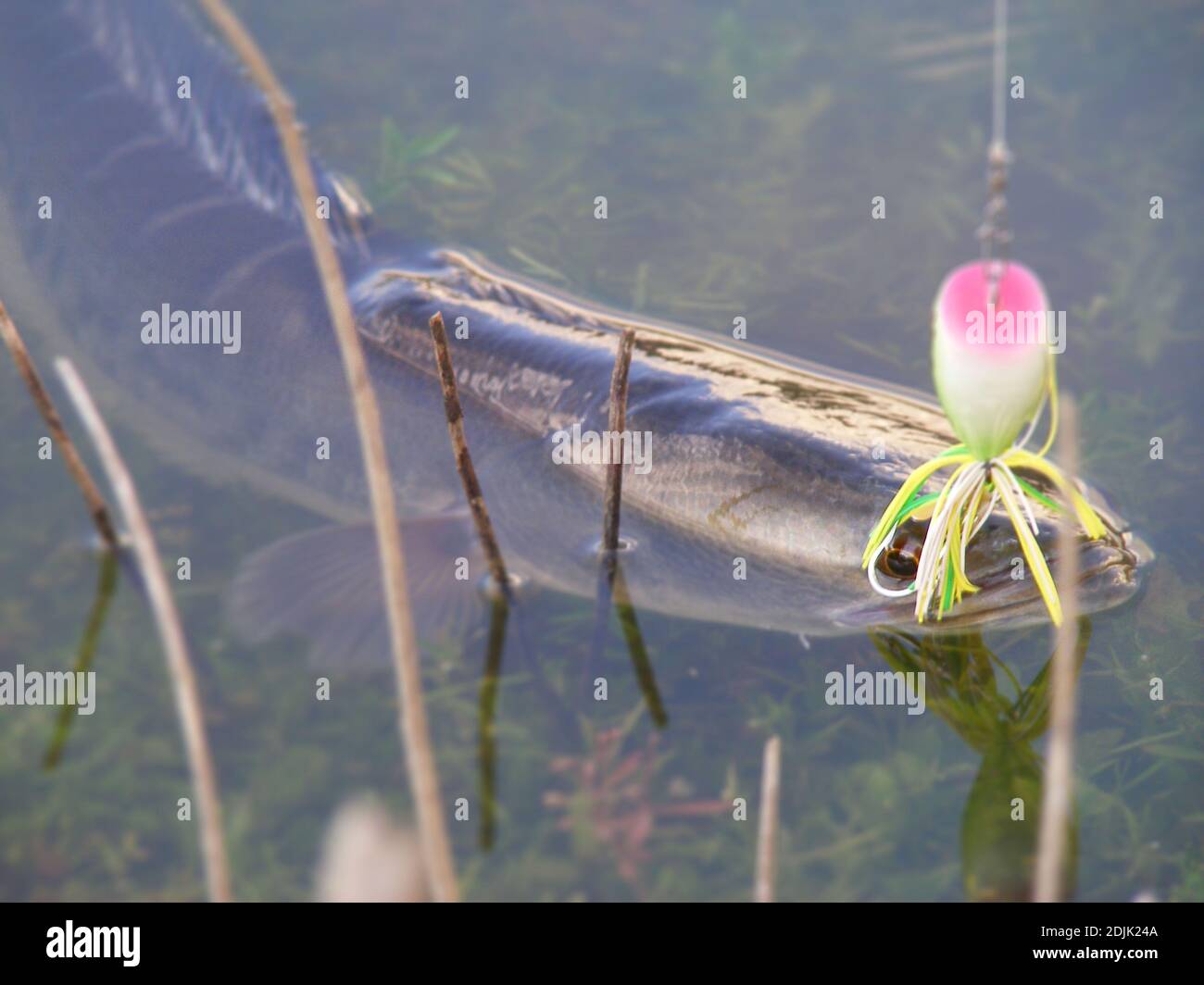 Snakehead fishing hi-res stock photography and images - Alamy