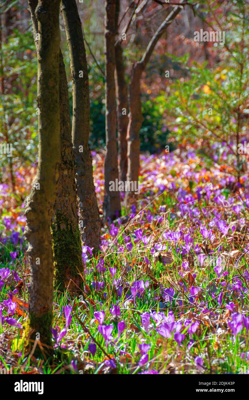purple crocus bloom in the forest. beautiful nature scenery on a worm ...