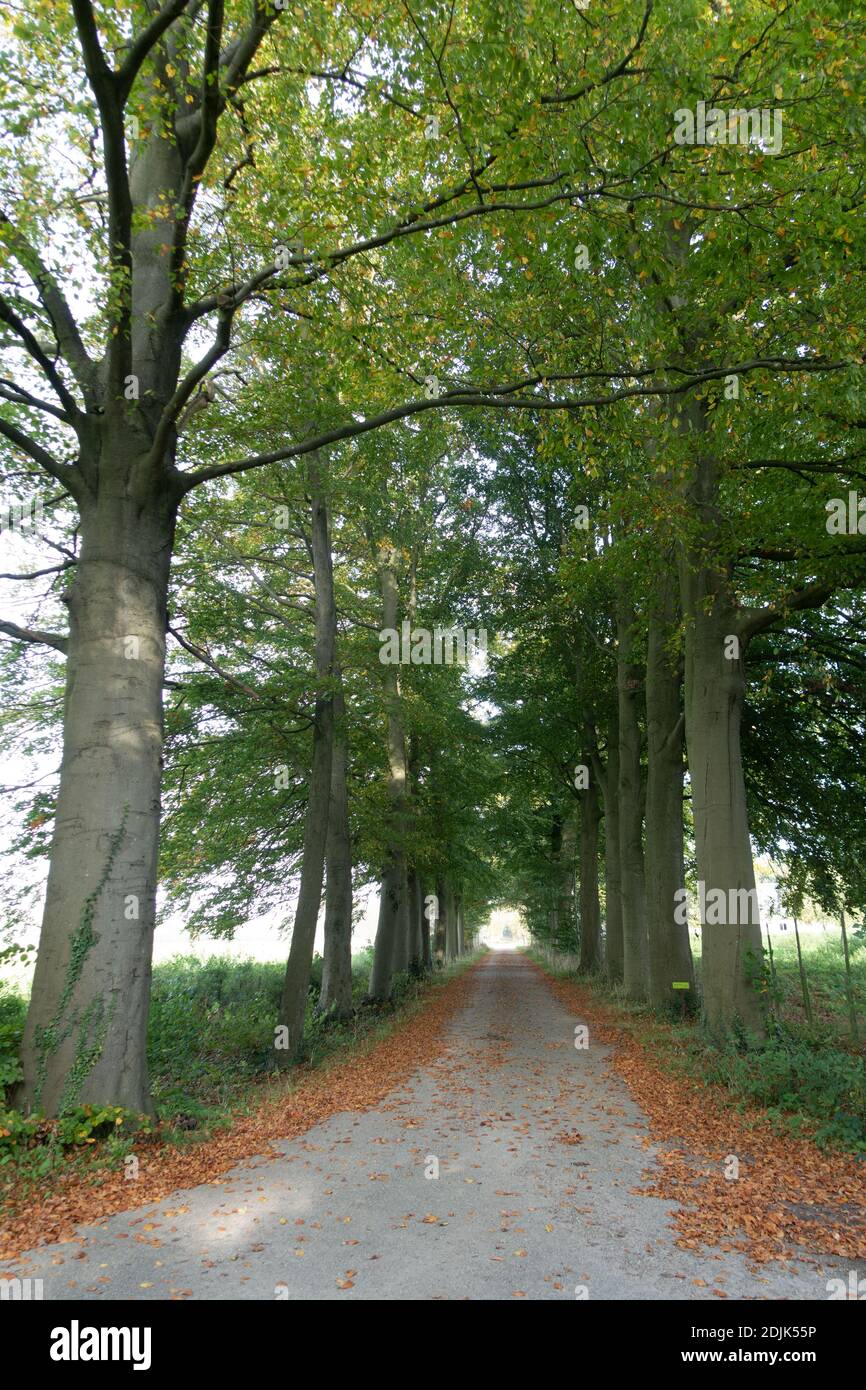 Agricultural farm lane lined with beech trees Stock Photo - Alamy