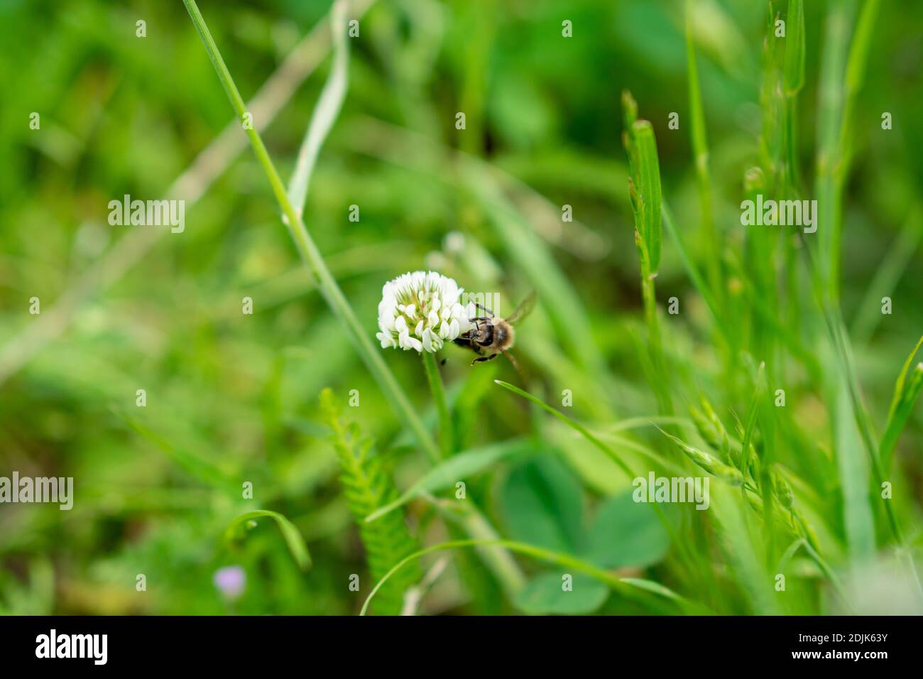 Clover bee sun hi-res stock photography and images - Alamy