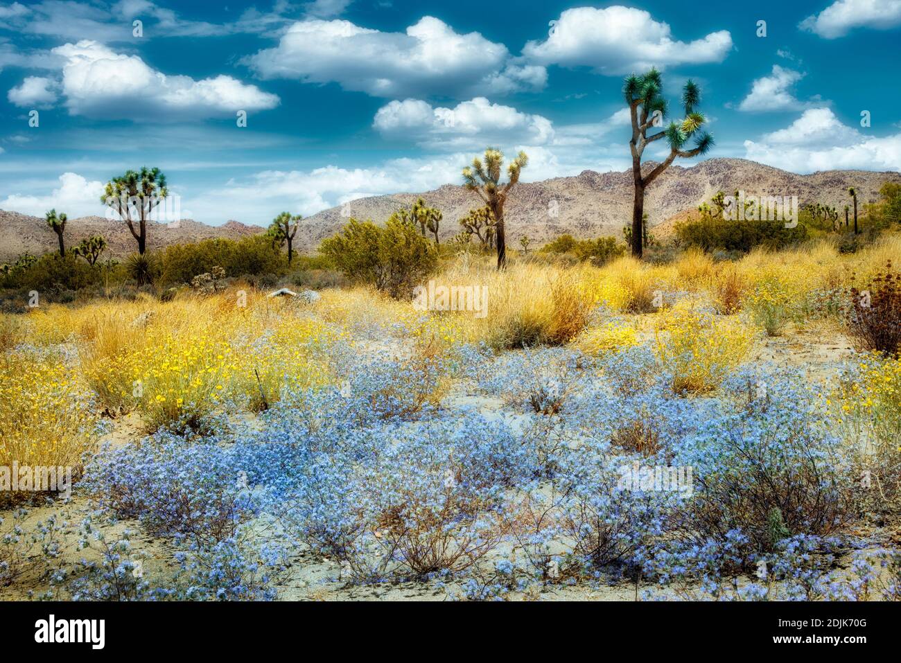 Wildflowers and Joshua Trees. Joshua Tree National Park, California ...