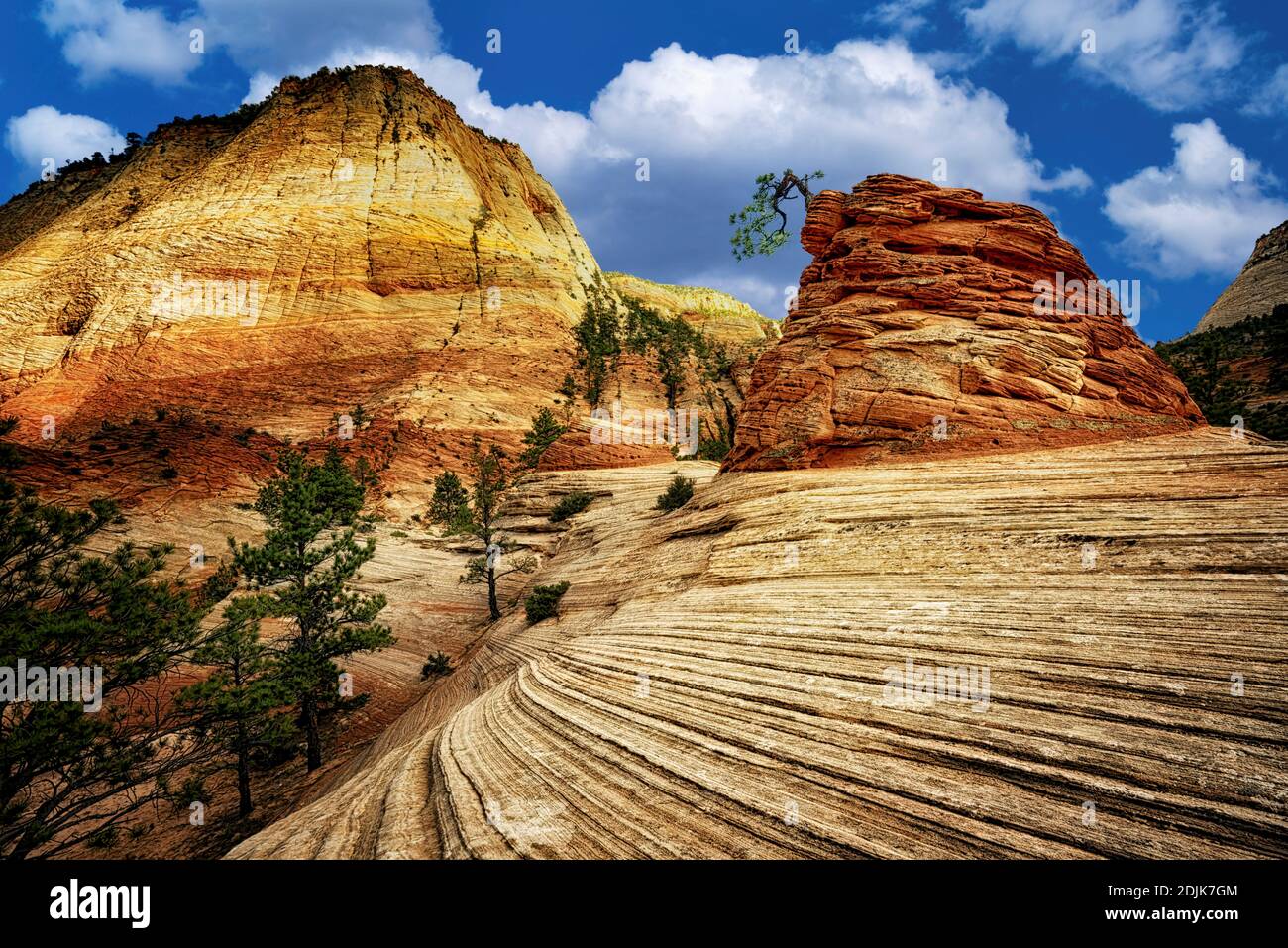 Bonai tree. Zion National Par, Utah Stock Photo - Alamy