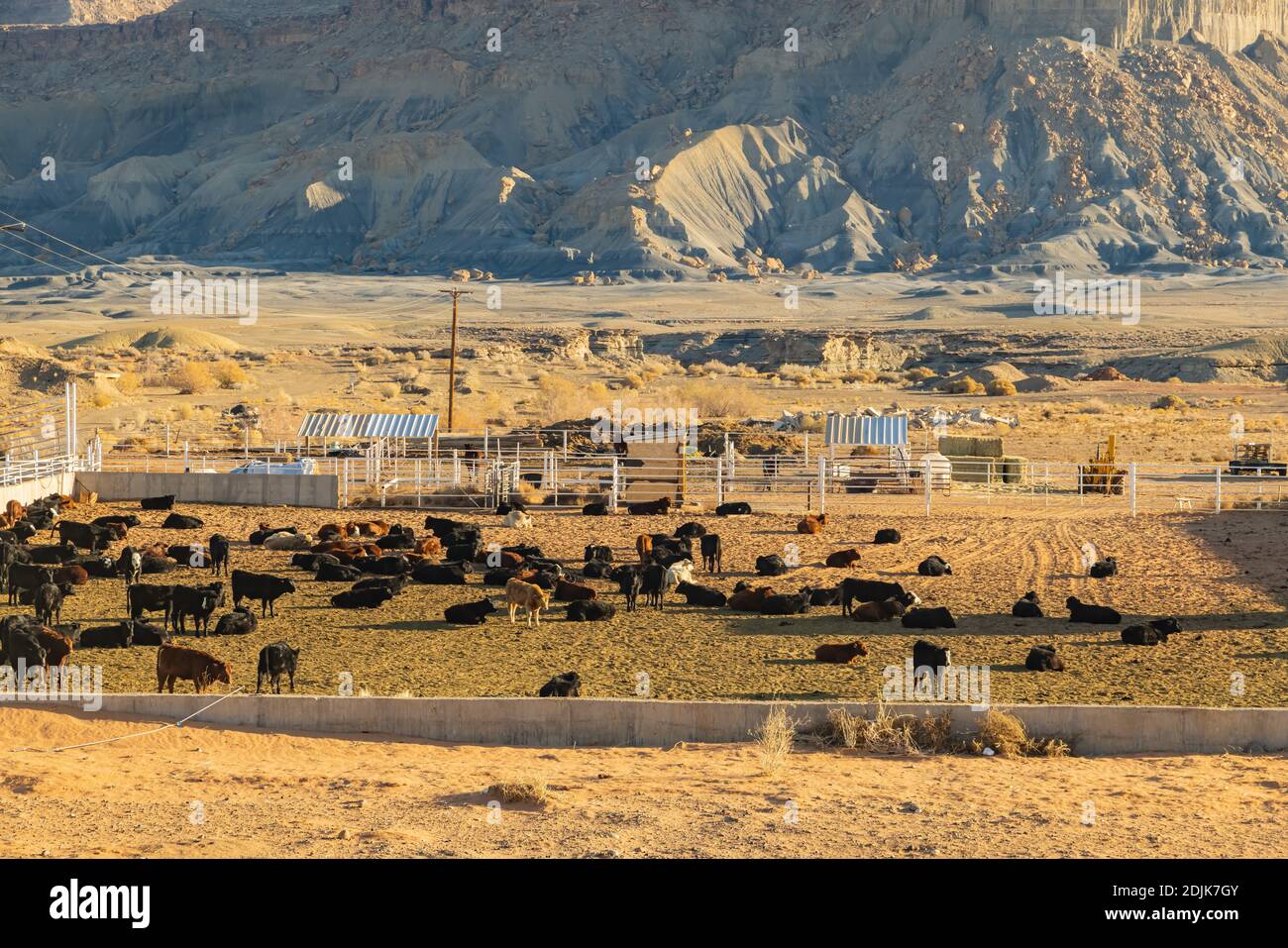 Sunny view of a farm with many cows at Big Water, Utah Stock Photo - Alamy