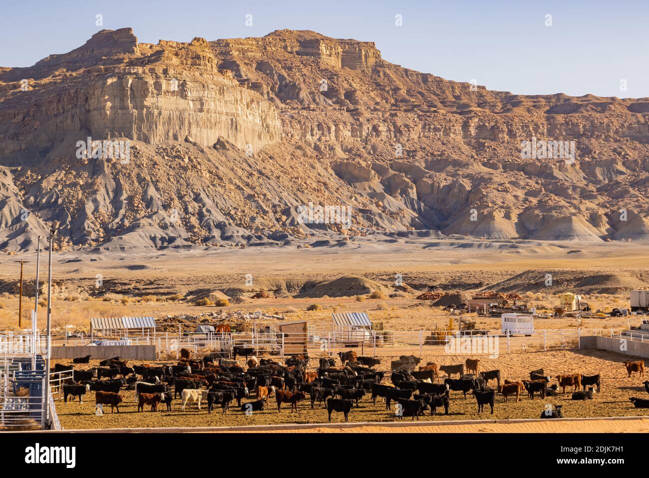 Sunny view of a farm with many cows at Big Water, Utah Stock Photo - Alamy