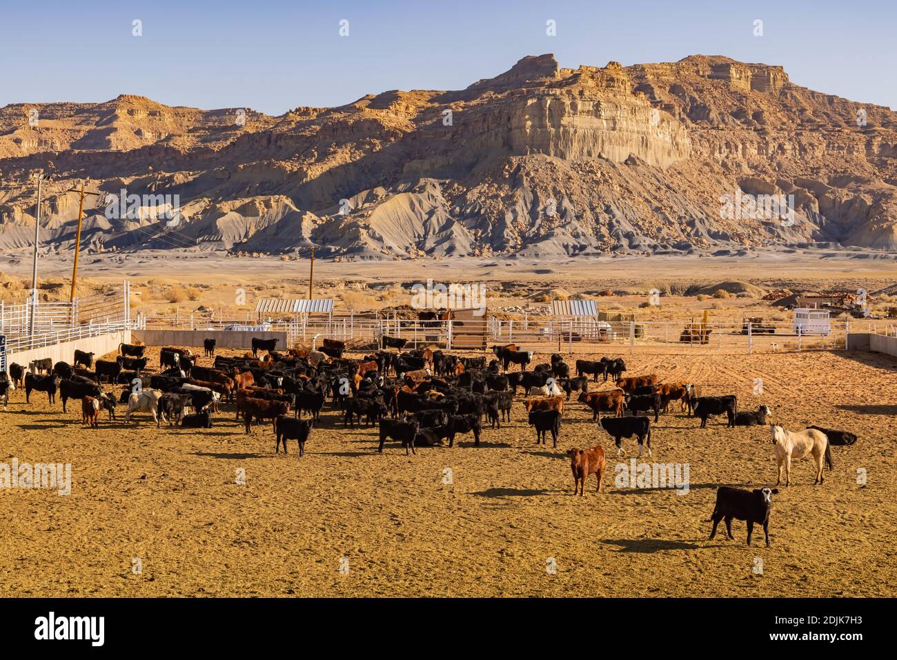 Sunny view of a farm with many cows at Big Water, Utah Stock Photo - Alamy