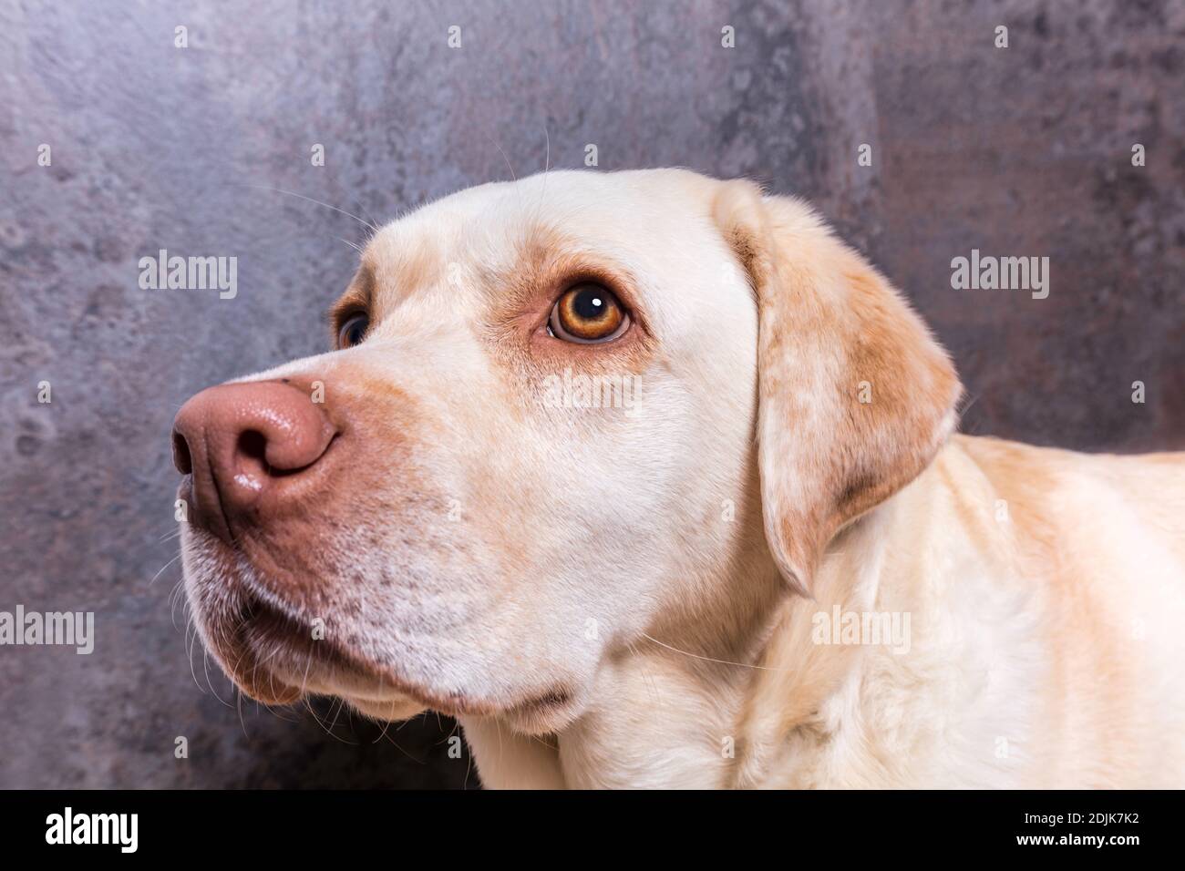 Portrait of a golden-eyed Golden Labrador Stock Photo - Alamy