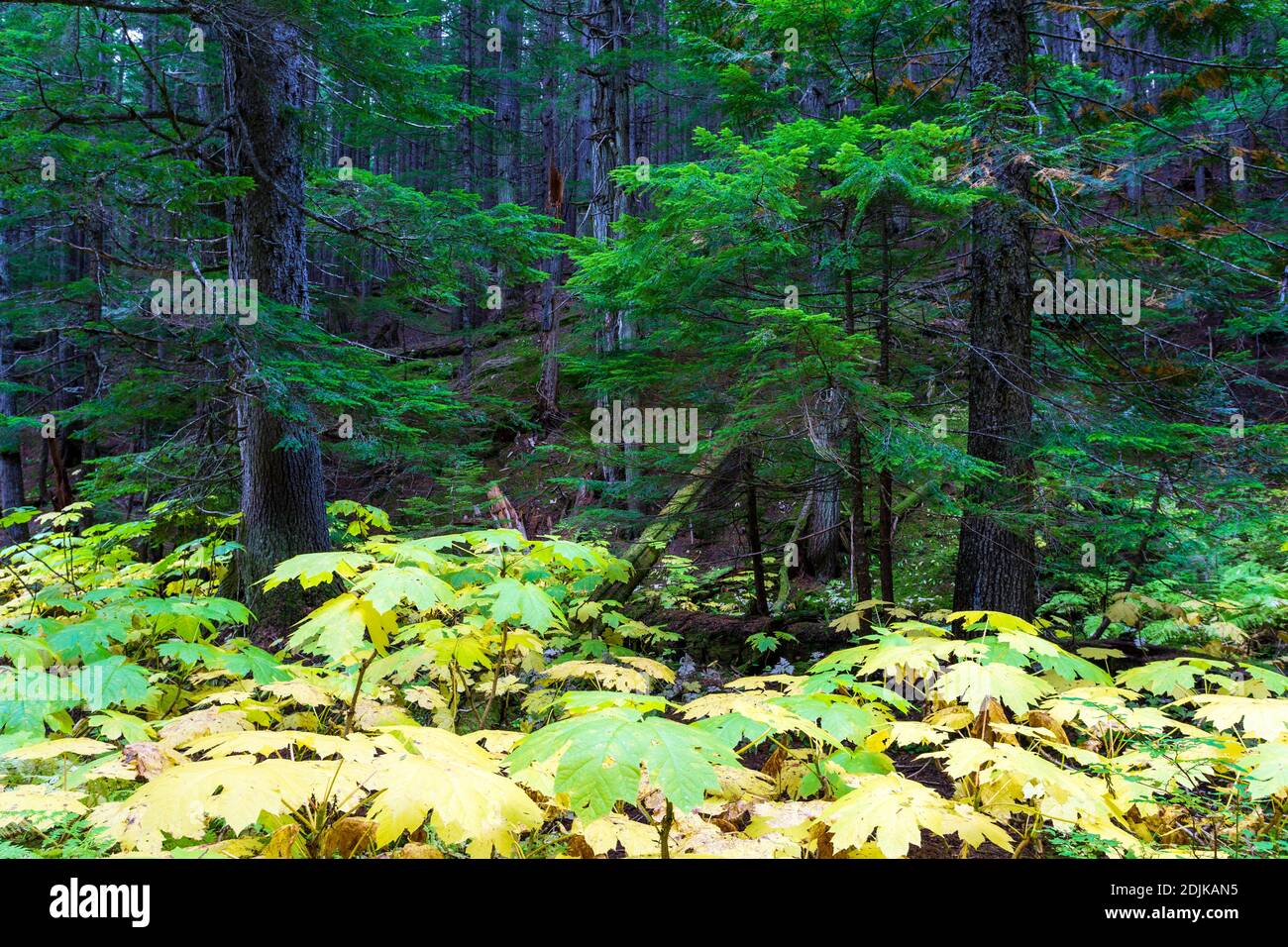 Old cedar grove hi-res stock photography and images - Alamy
