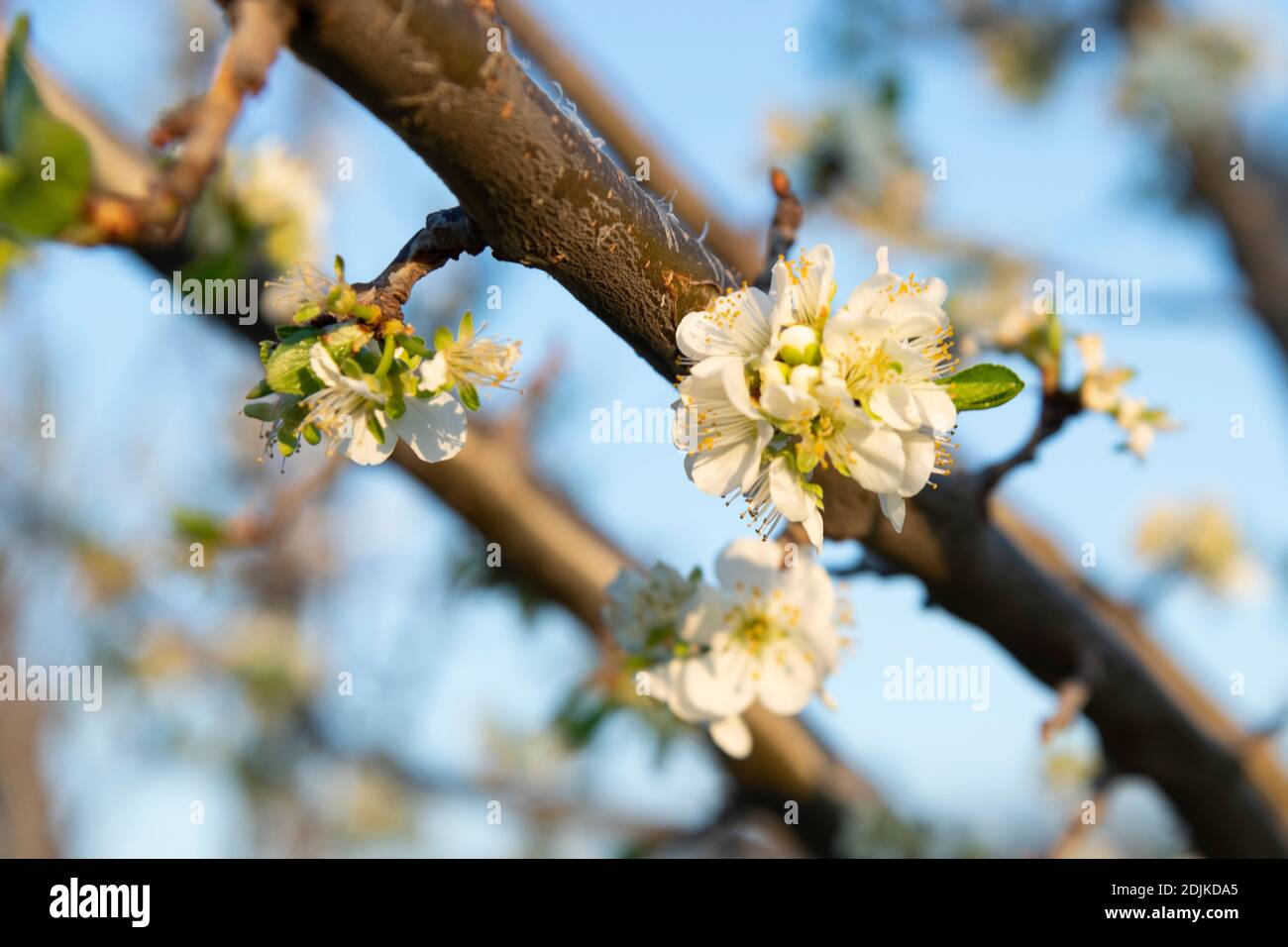 Plum trees hi-res stock photography and images - Alamy
