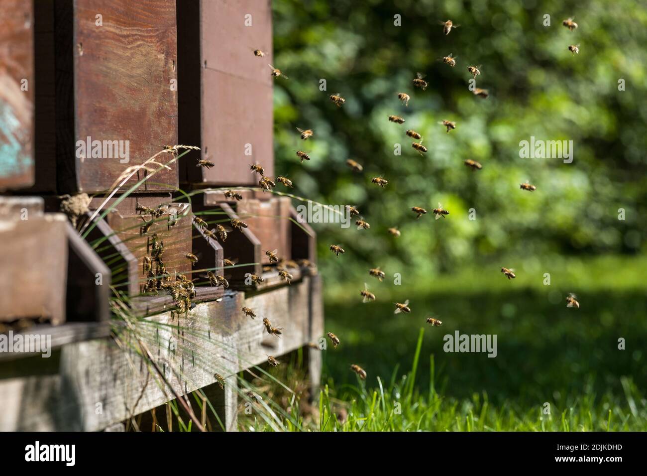 Buzzing insects hi-res stock photography and images - Alamy