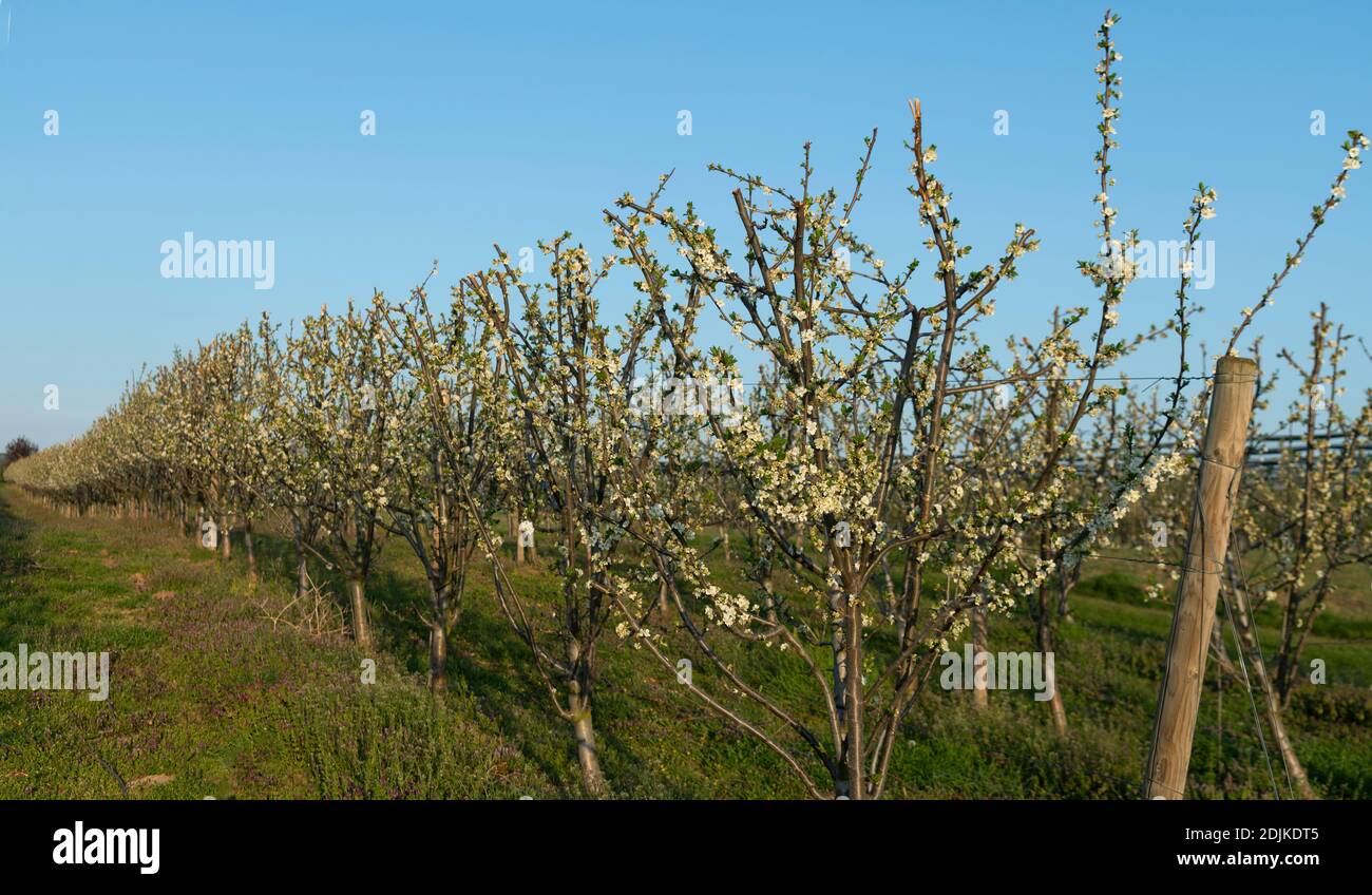 Plum trees hi-res stock photography and images - Alamy