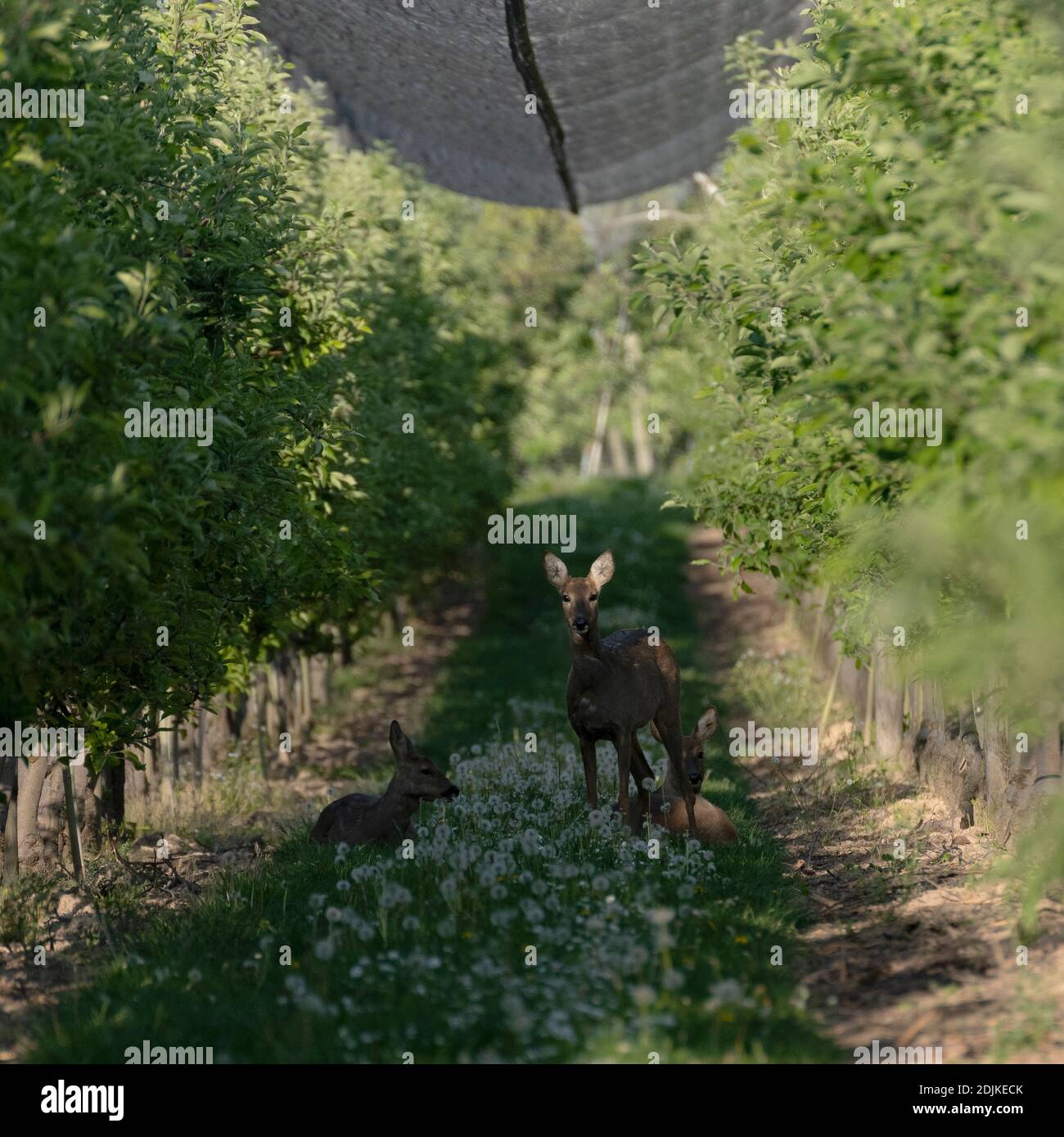 Deer in an orchard Stock Photo - Alamy