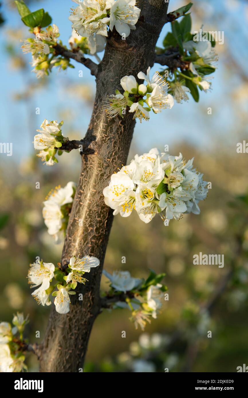Fruit plantation, flowering plum tree, Puder fruit farm, Laumersheim ...
