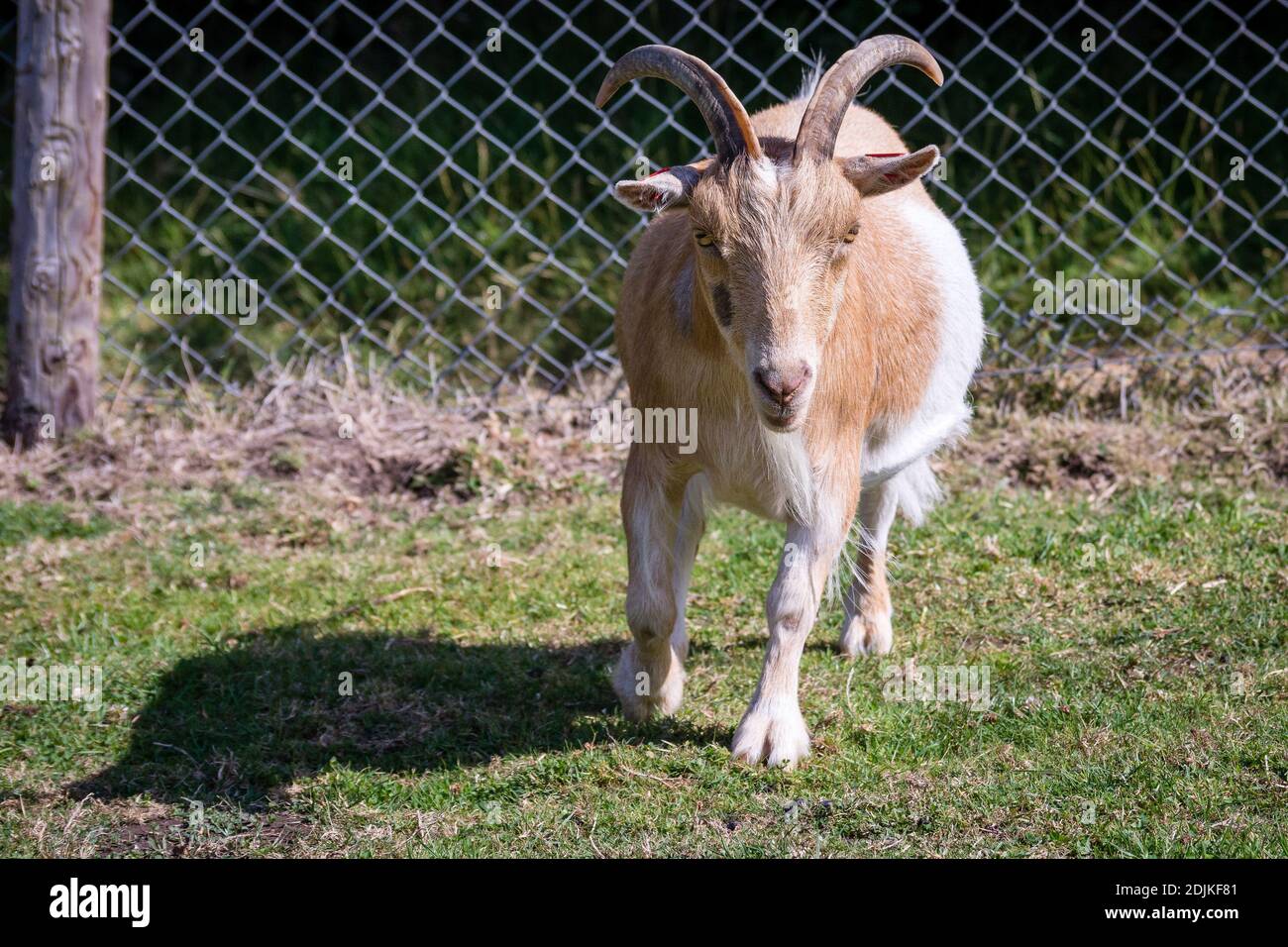 Multi colored goat hi-res stock photography and images - Alamy