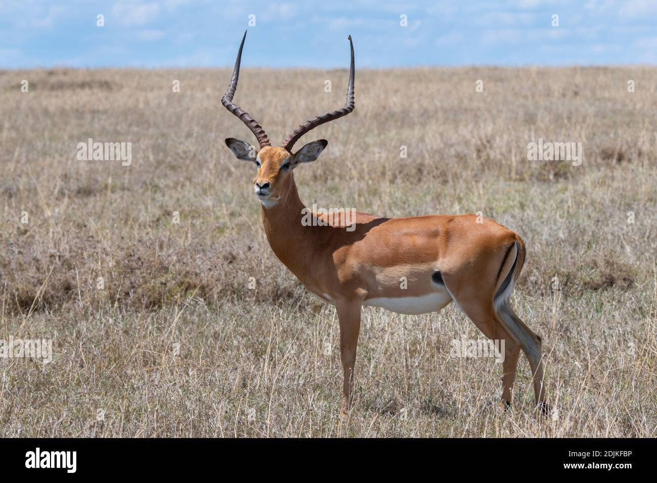Impala laikipia kenya africa hi-res stock photography and images - Alamy