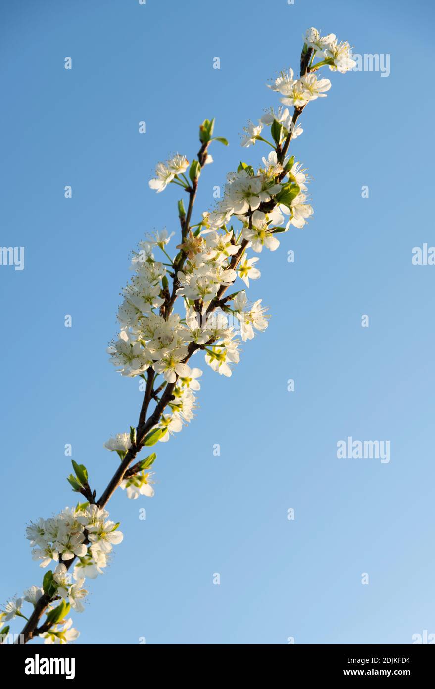Fruit plantation, flowering plum tree, Puder fruit farm, Laumersheim ...
