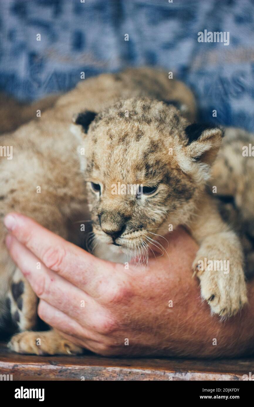 Cute little baby lion cubs in petting zoo. Beautiful furry small lion ...