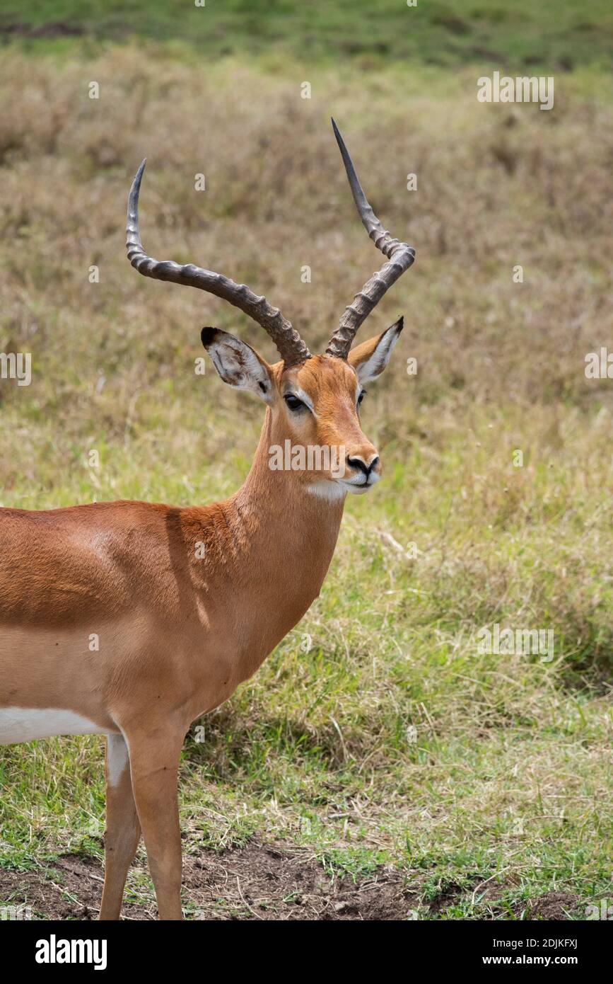 Impala laikipia kenya africa hi-res stock photography and images - Alamy
