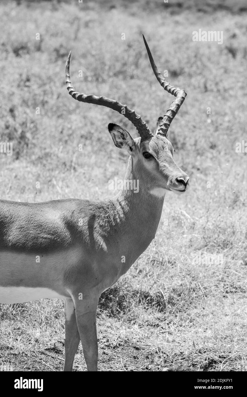 Black face impala hi-res stock photography and images - Alamy