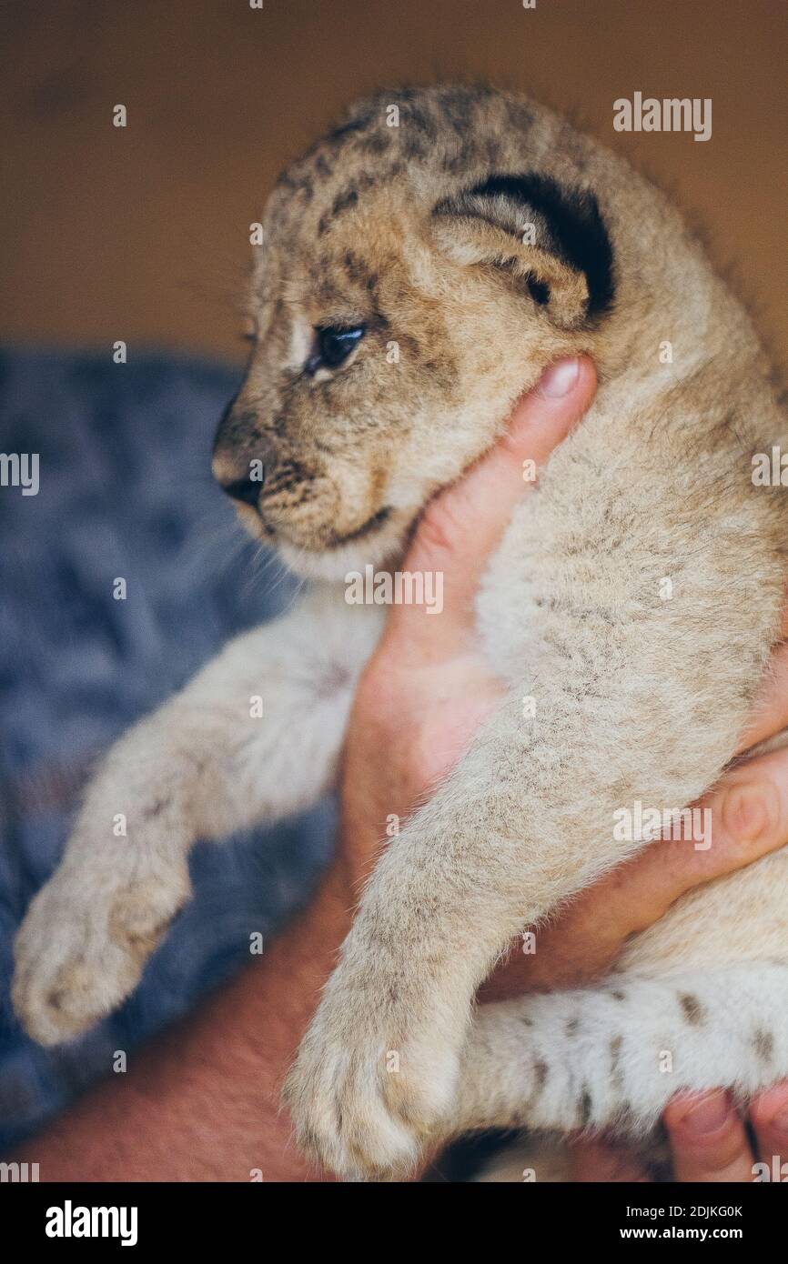 Cute little baby lion cubs in petting zoo. Beautiful furry small lion ...