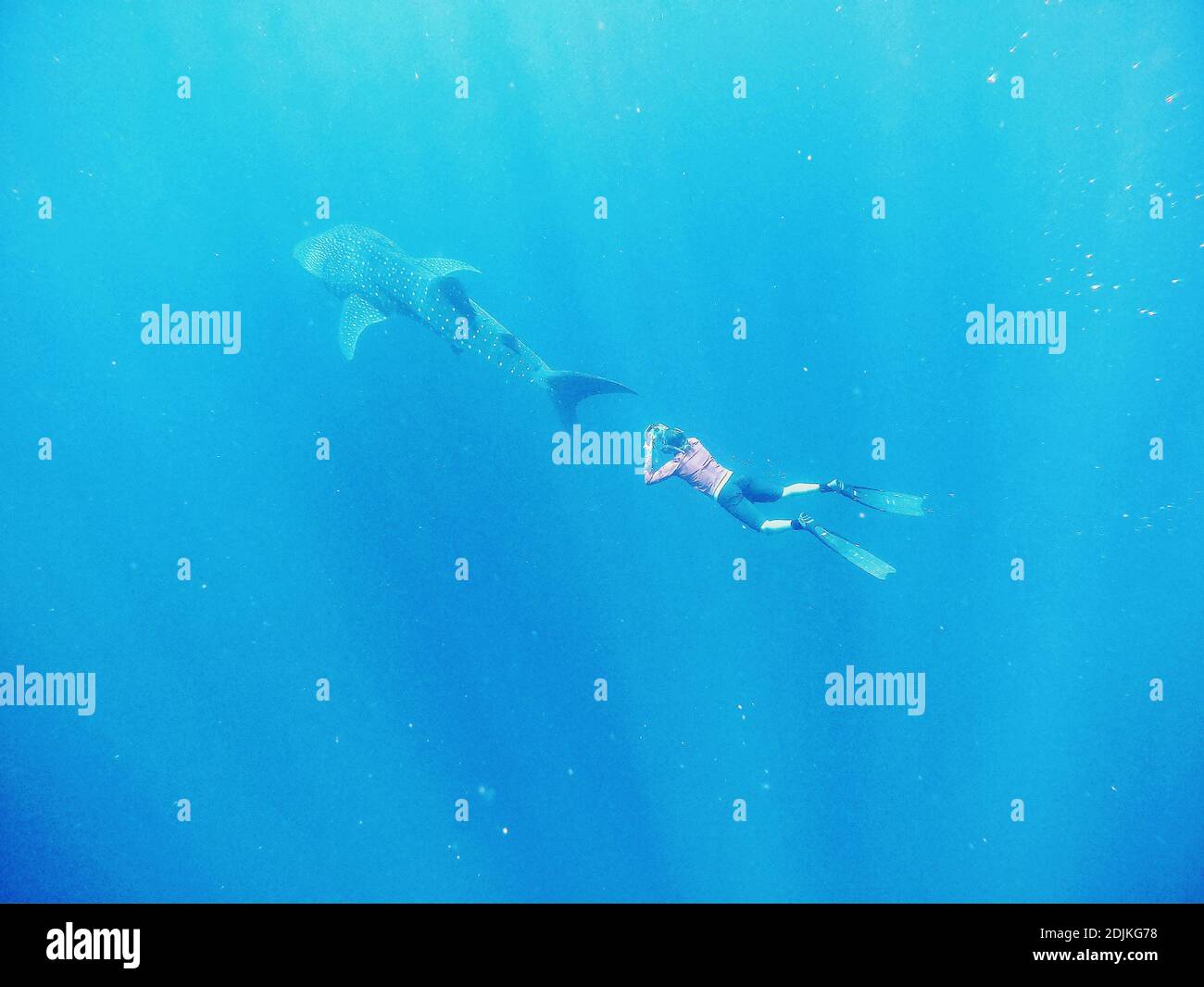 Blue whale underwater with man hi-res stock photography and images - Alamy