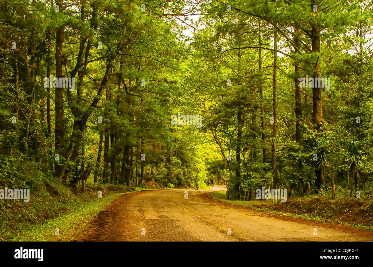 Honduras, la tigra national park hi-res stock photography and images ...