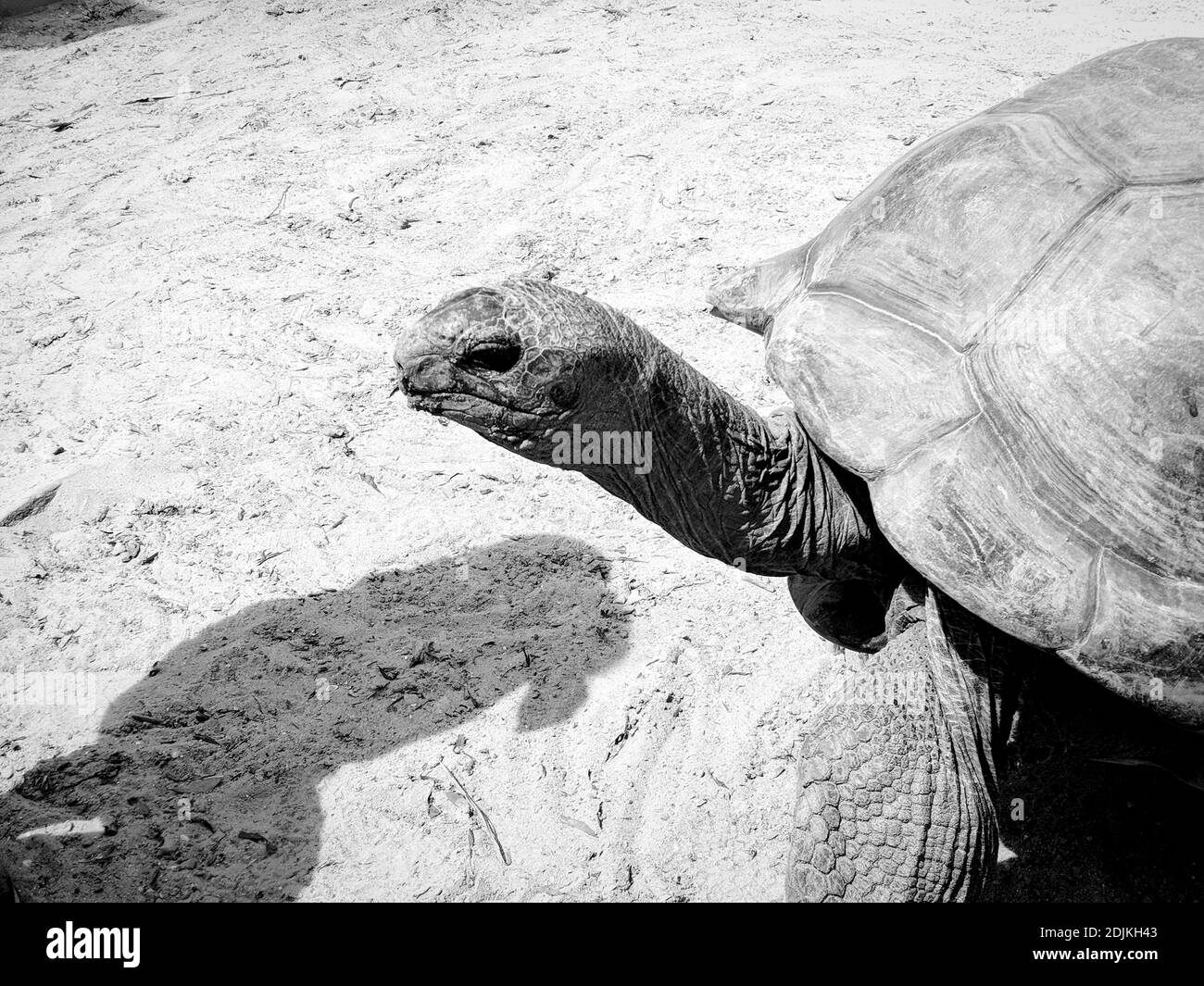 Arid reptile Black and White Stock Photos & Images - Alamy