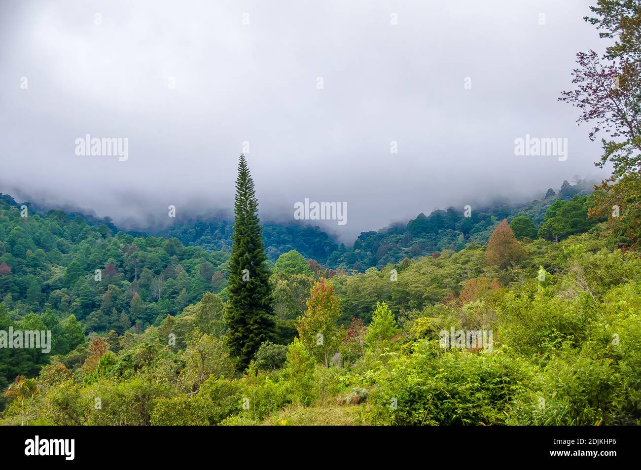 Honduras national tree hi-res stock photography and images - Alamy