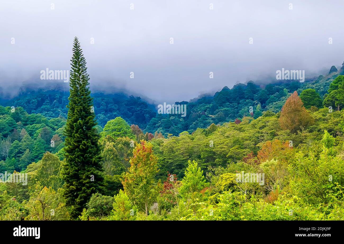 Honduras national tree hi-res stock photography and images - Alamy