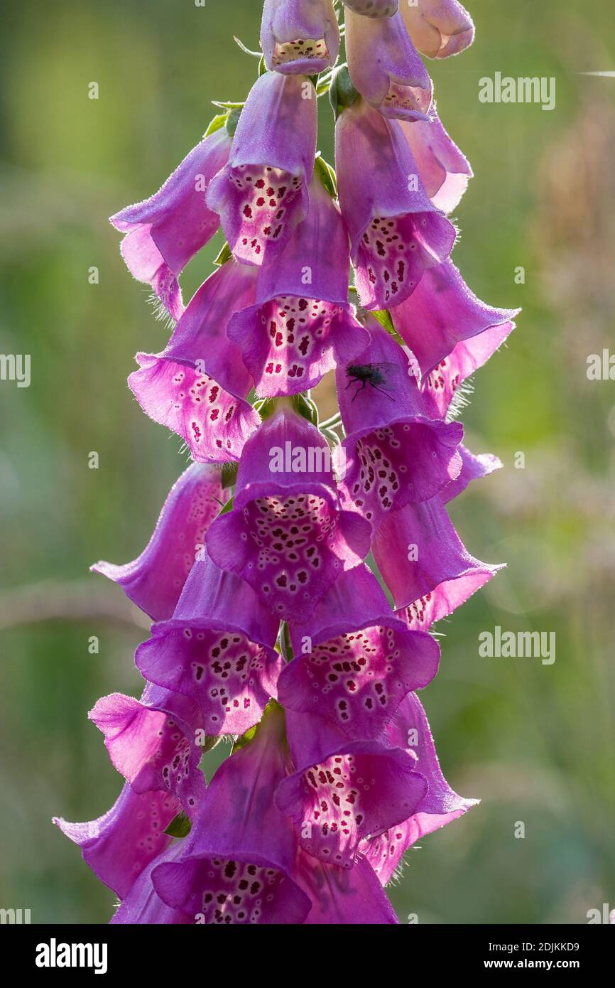 Red foxglove, Digitalis purpurea, flower Stock Photo - Alamy