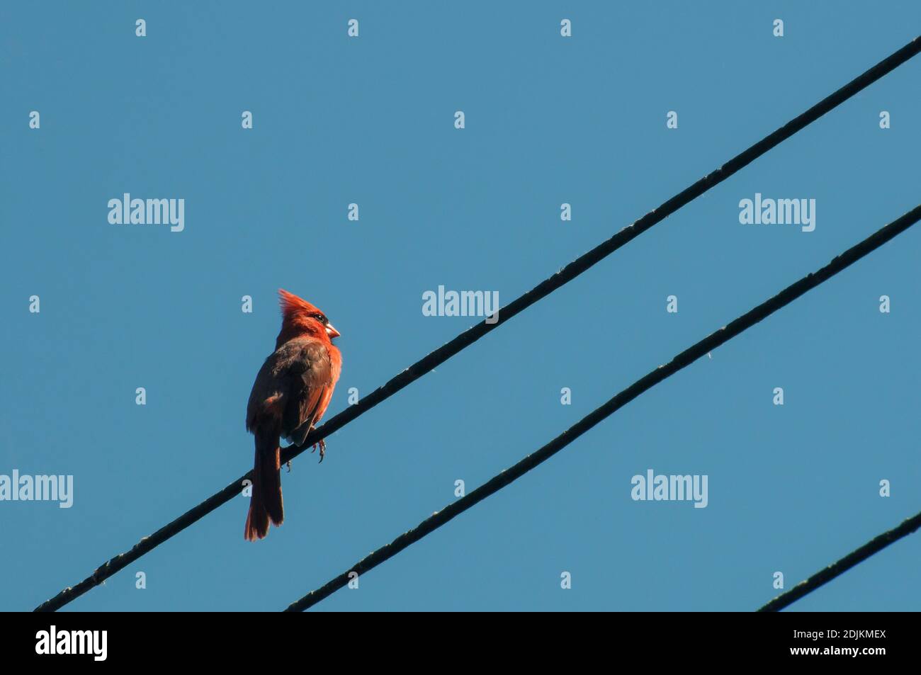 Northern cardinal in molting stage hi-res stock photography and images ...