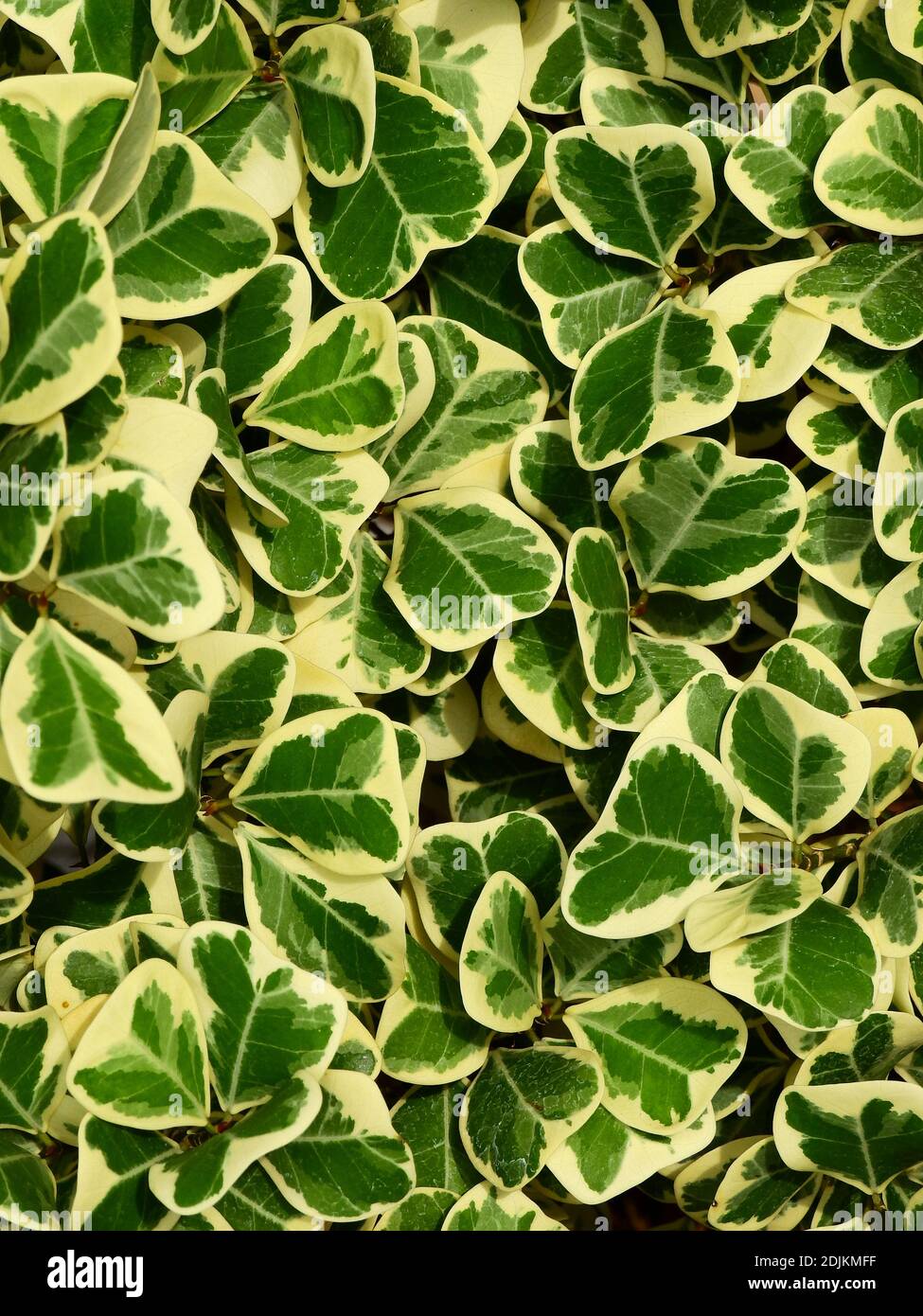 Mistletoe fig ficus deltoidea hi-res stock photography and images - Alamy