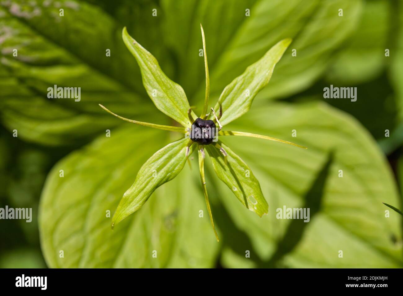 Oneberry, Paris quadriflora Stock Photo - Alamy